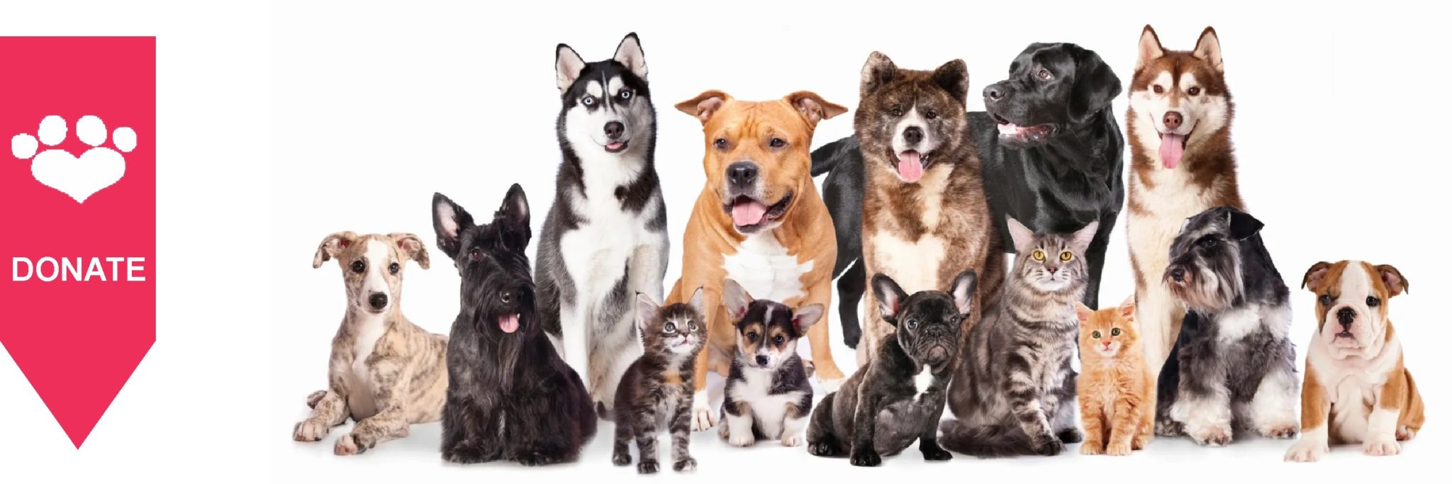 Lovable Paws Rescue Fundraiser